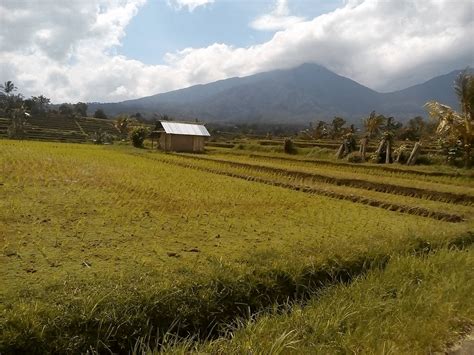 Jatiluwih Rice Field Trekking Tour Bali Jungle Trekking Best Hiking