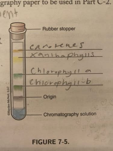 Lab Practical Flashcards Quizlet