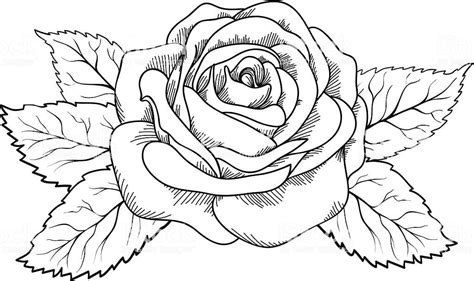 87 Ausmalbilder Rose Zum Ausdrucken Kostenlos Ausmalbilder