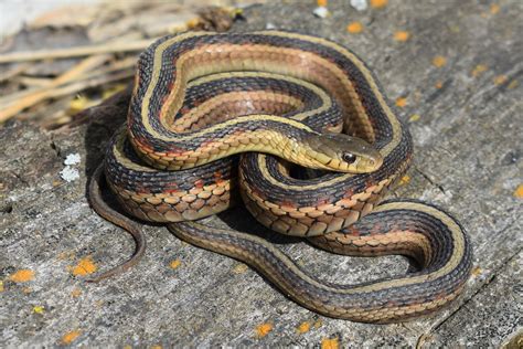 Common Gartersnake Thamnophis Sirtalis Amphibians And Reptiles Of