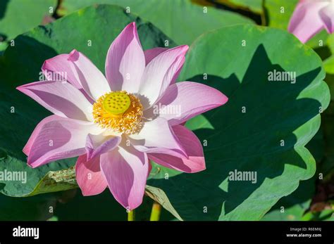Nelumbo Nucifera Also Known As Indian Lotus Sacred Lotus Bean Of