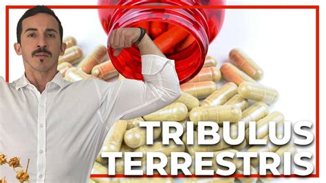 TRIBULUS TERRESTRIS Aumenta A Testosterona Nutri Rodrigo Moreira