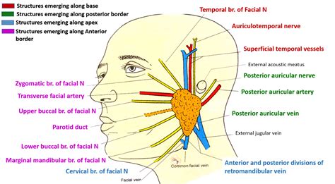 Parotid Gland Anatomy QA