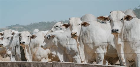 Come A Confina Brasil Agrorevenda