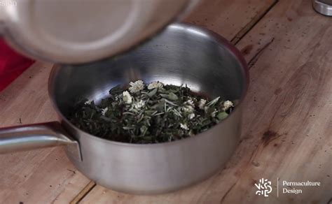 Découvrez 11 plantes médicinales faciles à cultiver au jardin