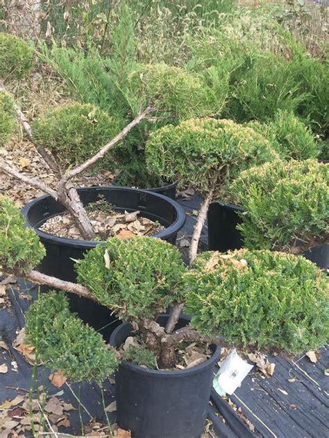 Assorted Pompom Junipers Vinland Valley Nursery