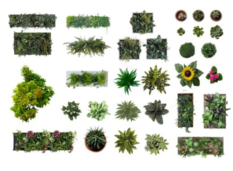 Plants Top View Transparent Background Plant Transparent