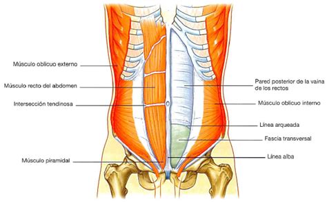 Músculos del abdomen definición anatomía función dolor y mucho más