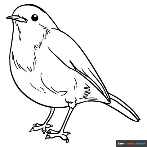 Robin Coloring Page Easy Drawing Guides