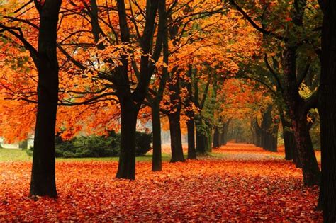Immagini Paesaggi Autunnali E Una Foresta Con Tanti Alberi Con Le