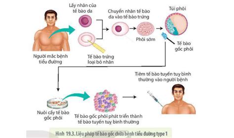 Lý thuyết công nghệ tế bào Sinh 10 Cánh diều SGK Sinh 10 Cánh diều