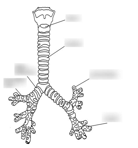 Respiratory Tract Diagram Quizlet