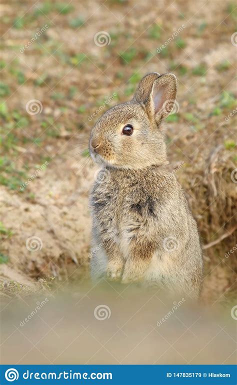 Beb Salvaje Adorable Del Conejo Por La Madriguera Imagen De Archivo