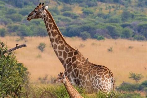 2023 3 Day Budget Safari To Serengeti National Park And Ngorongoro Crater