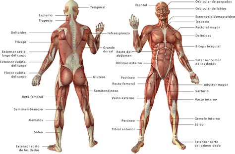 Unidad didáctica 10 El sistema muscular Licenciatura en Enfermería y