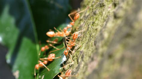 Adieu les fourmis Éliminez les de votre jardin Sims 2