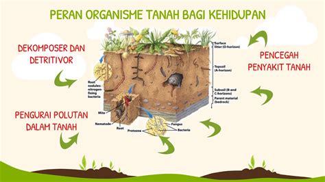 Jelaskan Peran Organisme Tanah Homecare24