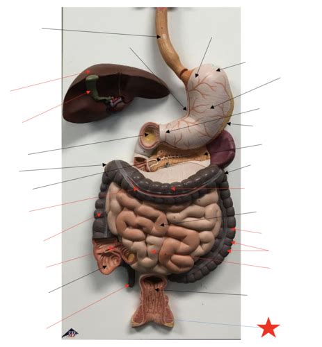 Digestive System Flashcards Quizlet