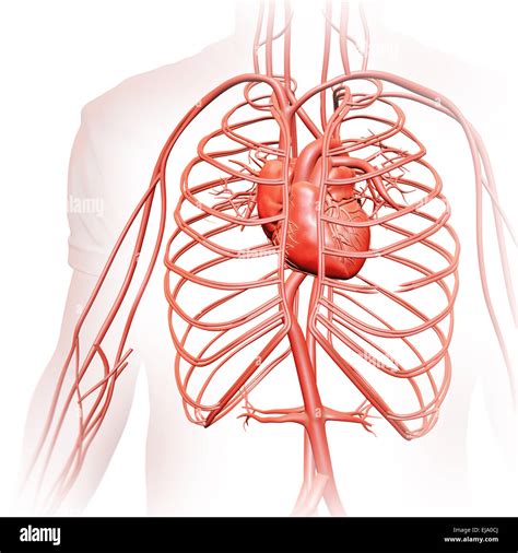 Human Circulatory System Heart