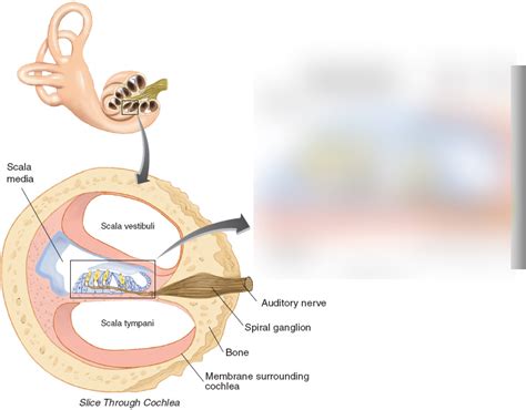 Cochlea Diagram Quizlet