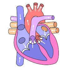 Anatomy And Physiology Exam Diagram Quizlet