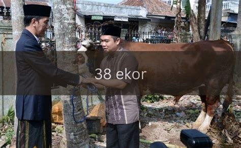 Quiz Tebak Jenis Dan Kriteria Sapi Kurban Presiden Jokowi