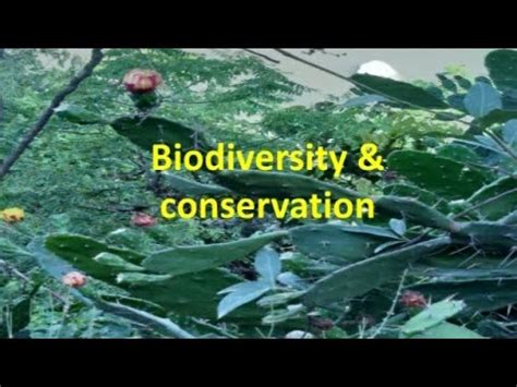 BIODIVERSITY CONSERVATION IN SITU EX SITU CONSERVATION Tools For