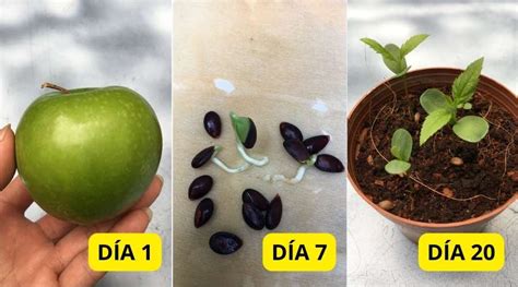 ᐈ Germinar Semillas de MANZANA en ALGODÓN Guía 2024