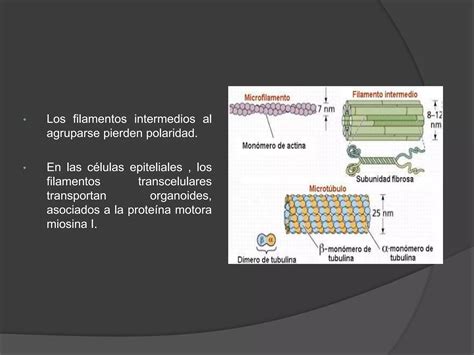 Organelos No Membranosos PPT