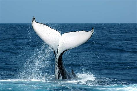 The Best Spots For Whale Watching In South America Uncover South America