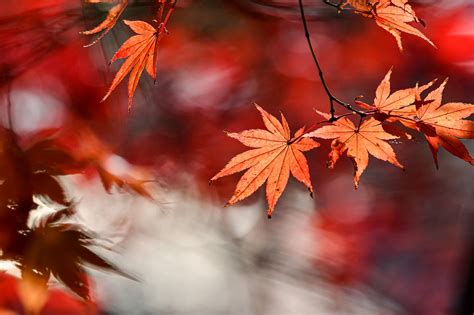 50 000 darmowych obrazów z kategorii Jesienne Zwierzeta i Jesień Pixabay