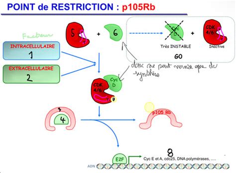 Cour Cycle Cellulaire Cartes Quizlet