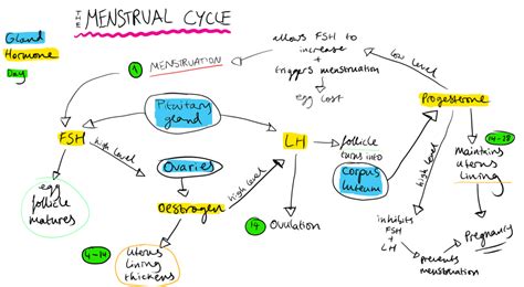Hormones The Menstrual Cycle Diagram Quizlet