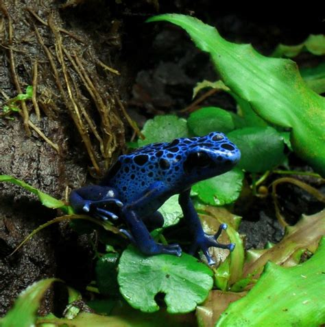 Dendrobates Tinctorius Azureus BLUE DART FROG Phelsuma Farm
