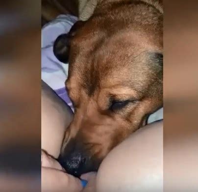 Follando perro pequeño Xvideos Zoofilia