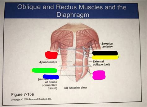 Oblique And Rectus Muscles And The Diaphragm Diagram Quizlet
