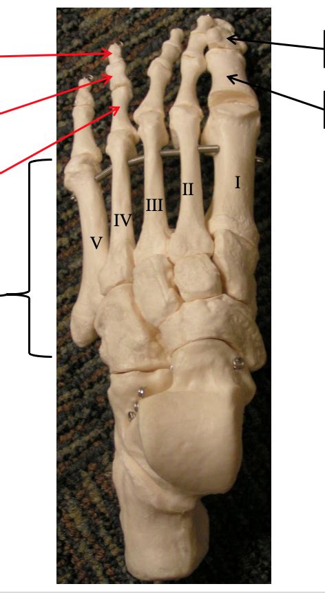 Metatarsals Phalanges Diagram Quizlet