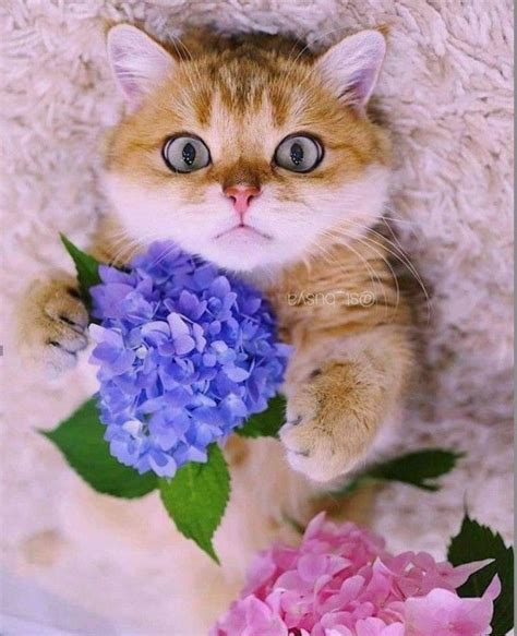 Pin By Ayg L Ganiler On Minno Lar Pretty Cats Cute Baby Cats Cute