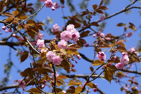 开花 春天 花 Pixabay上的免费照片 Pixabay