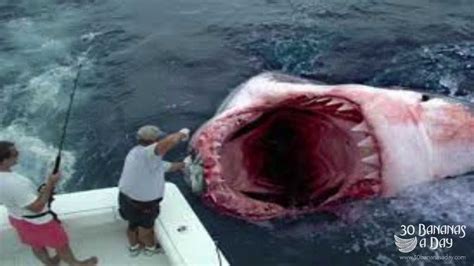 World S Biggest Shark Ever Megalodon Caught Youtube