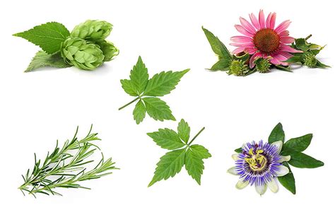 Medicinal Plants To Grow This Season HD Wallpaper Peakpx