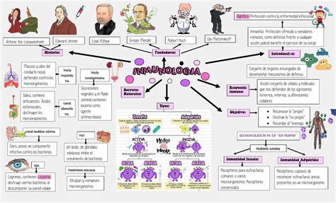 Arriba Imagen Inmunidad Innata Mapa Mental Abzlocal Mx