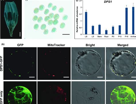Expression Pattern And Subcellular Localization Of Degenerated Panicle