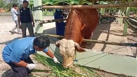 Presiden Jokowi Kirim Sapi Simmental Untuk Kurban Di Kampung Halaman