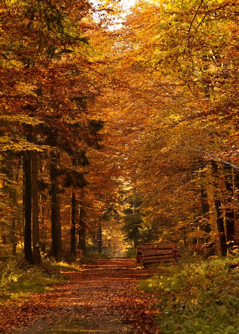 Fotos gratis paisaje árbol naturaleza bosque desierto rama
