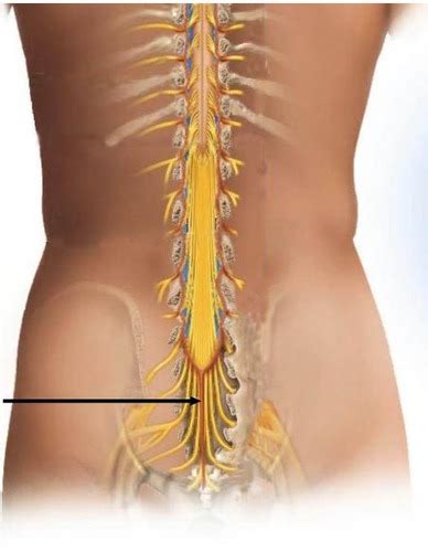 Chapter Spinal Cord And Spinal Nerves Flashcards Quizlet