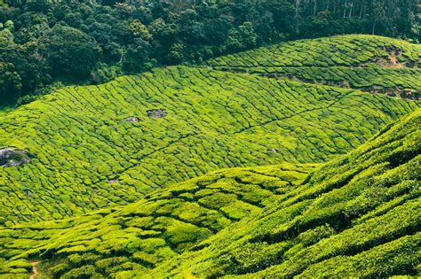 Uncover Munnar Natures Hidden Paradise Your Munnar Travel Guide