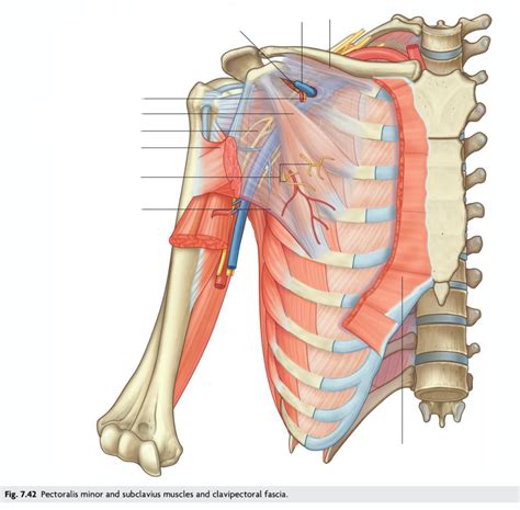 Pectoralis Minor And Subclavius Muscles And Clavipectoral Off