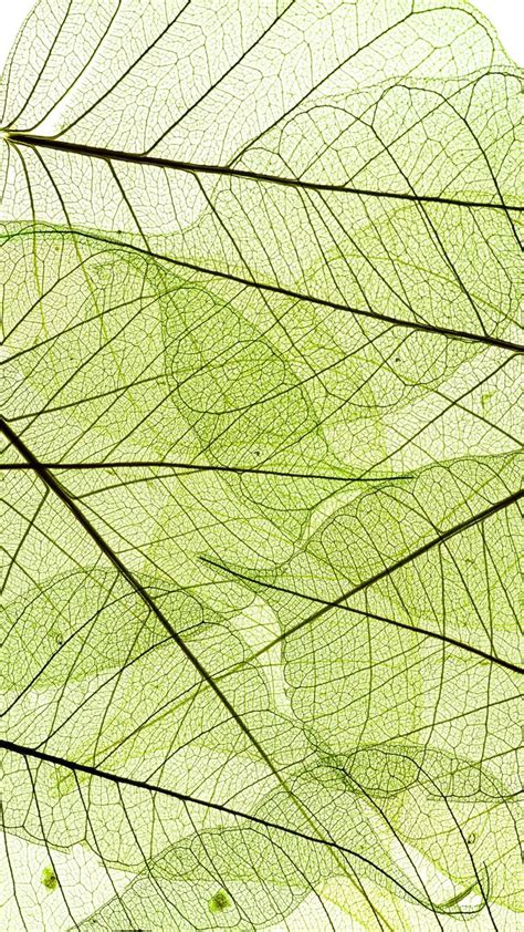 Pin By Kathleen Waldrop On Leafy Junk Patterns In Nature Nature