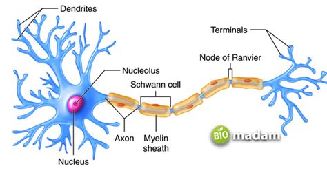 Function Of Axon Terminal Biomadam